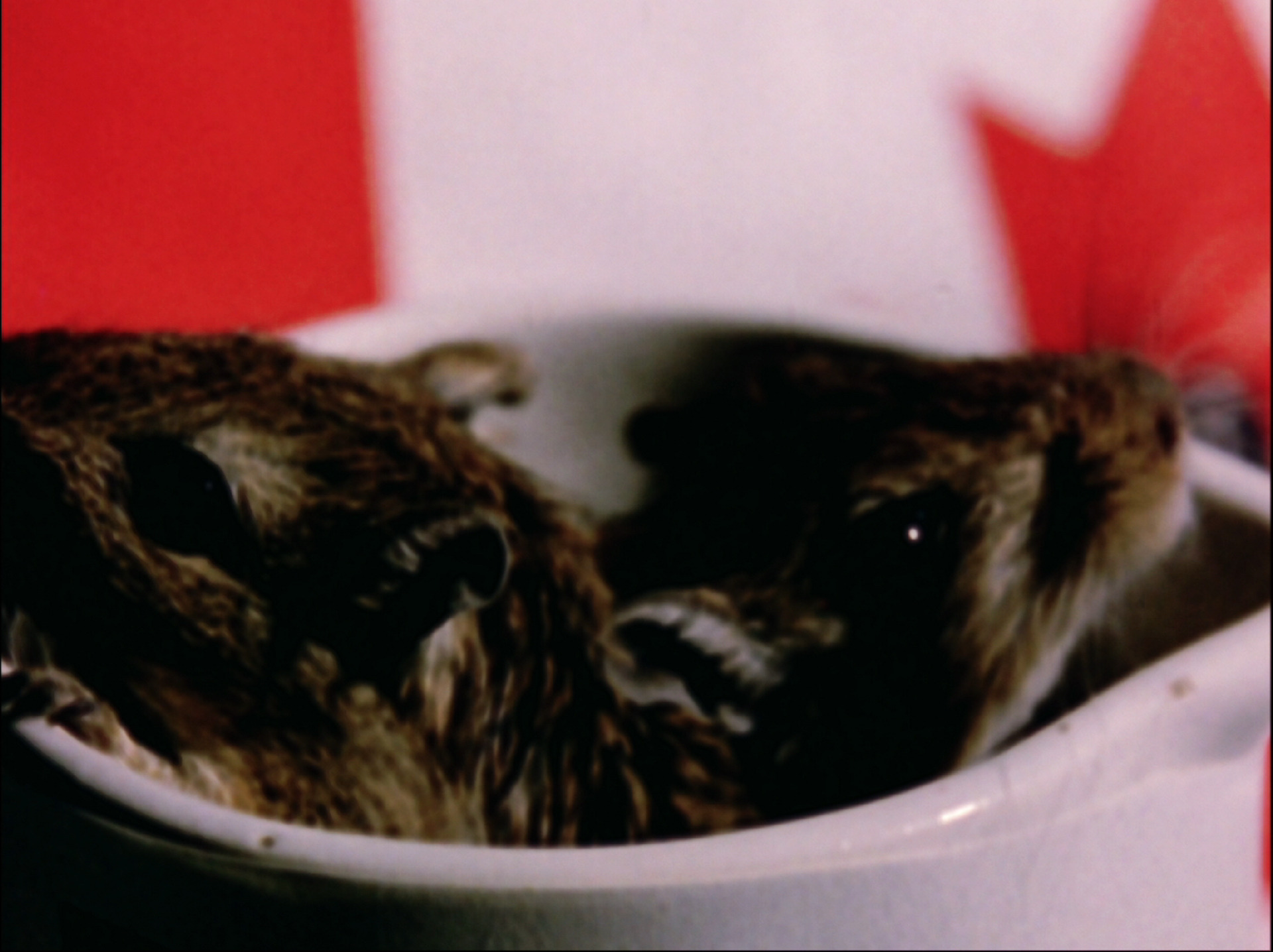 Rat Life and Diet in North America | Taiwan International Documentary ...