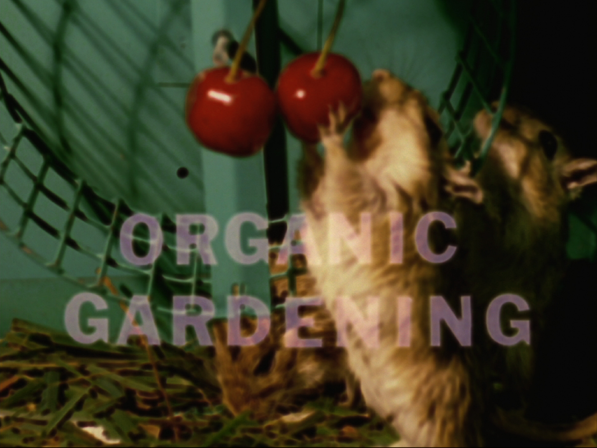 Rat Life and Diet in North America | Taiwan International Documentary ...