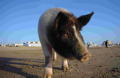 Divine Pig | Taiwan International Documentary Festival